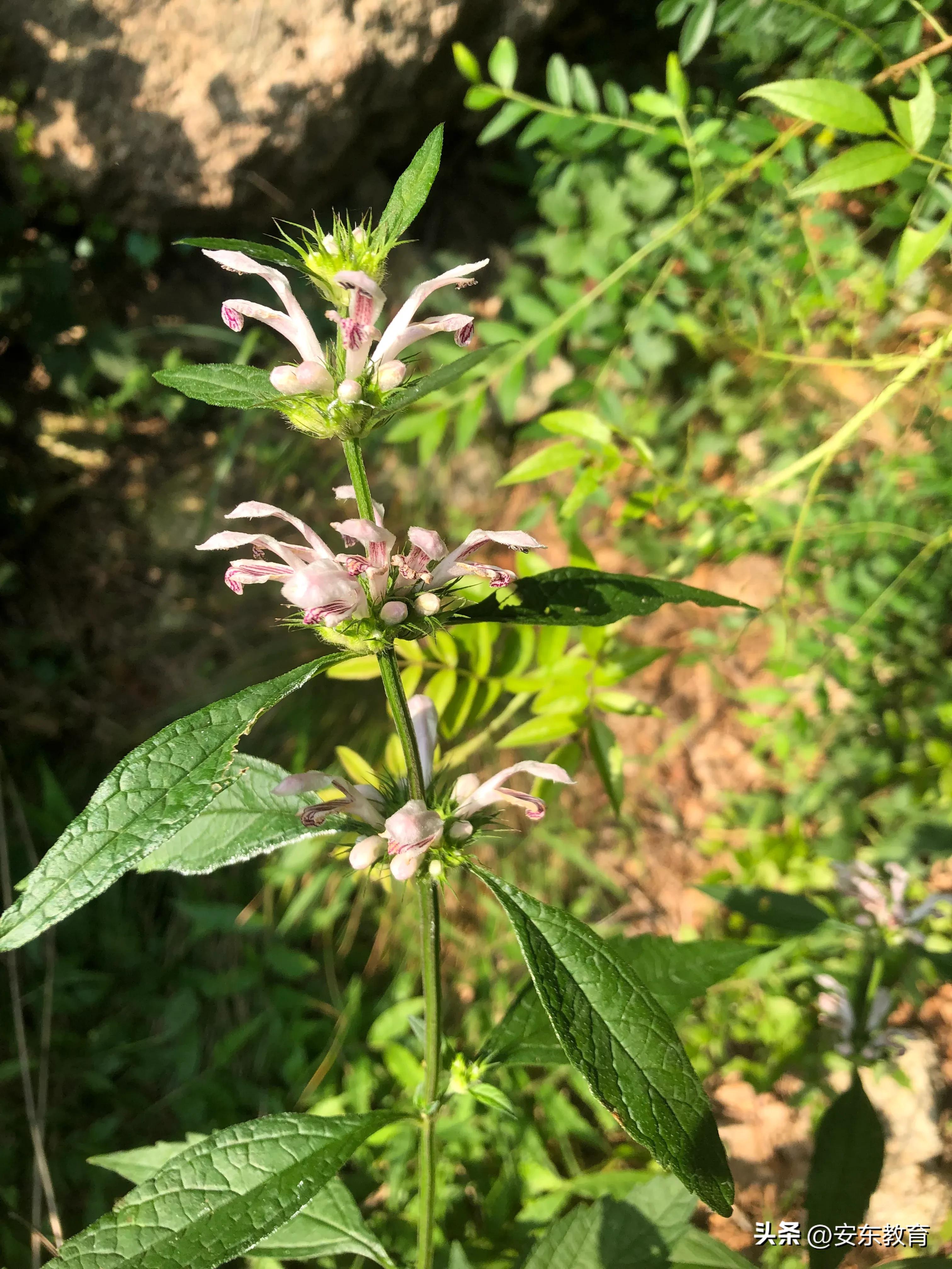 Chi (Zàn) dish, also called Baihua Motherwort paste, more beautiful ...