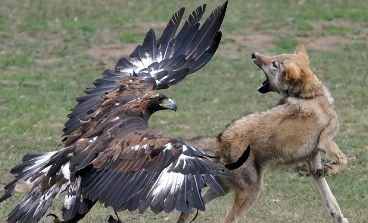 Truth revealed: Russian golden eagles are natural enemies of wolves - iNEWS