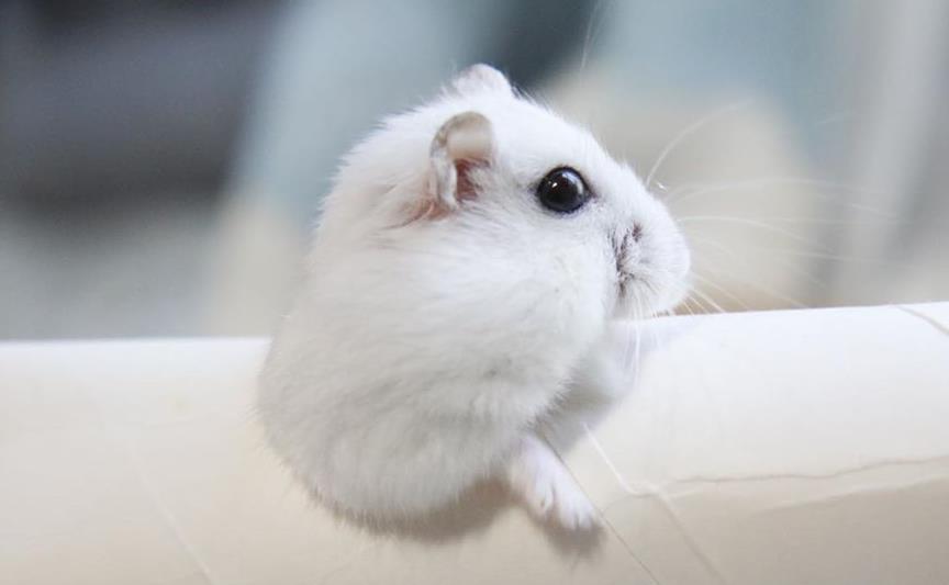 The hamster was stuck asking for help but was rejected instead. In ...