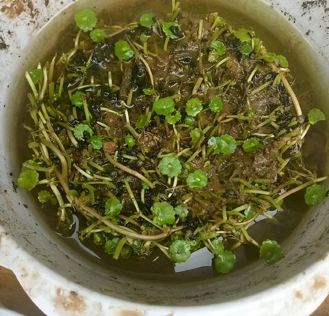 In April, the copper money grass is raised like this, the leaves grow ...