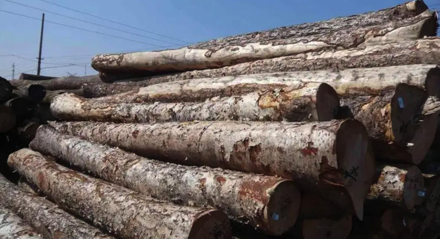 EU researchers: Ban on Russian timber imports has little impact - iNEWS