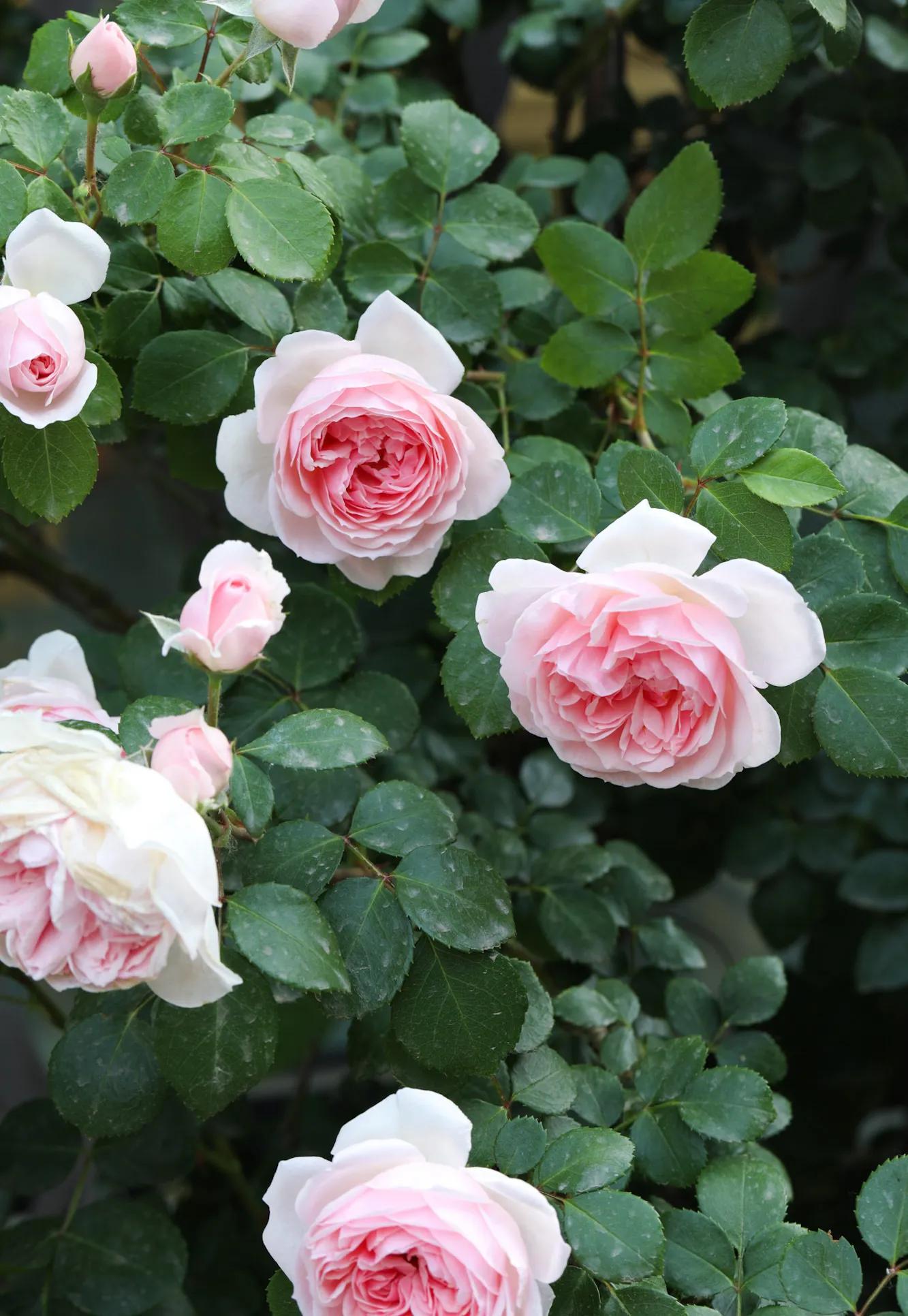 Sharing rose species - Nahoma rose - iNEWS