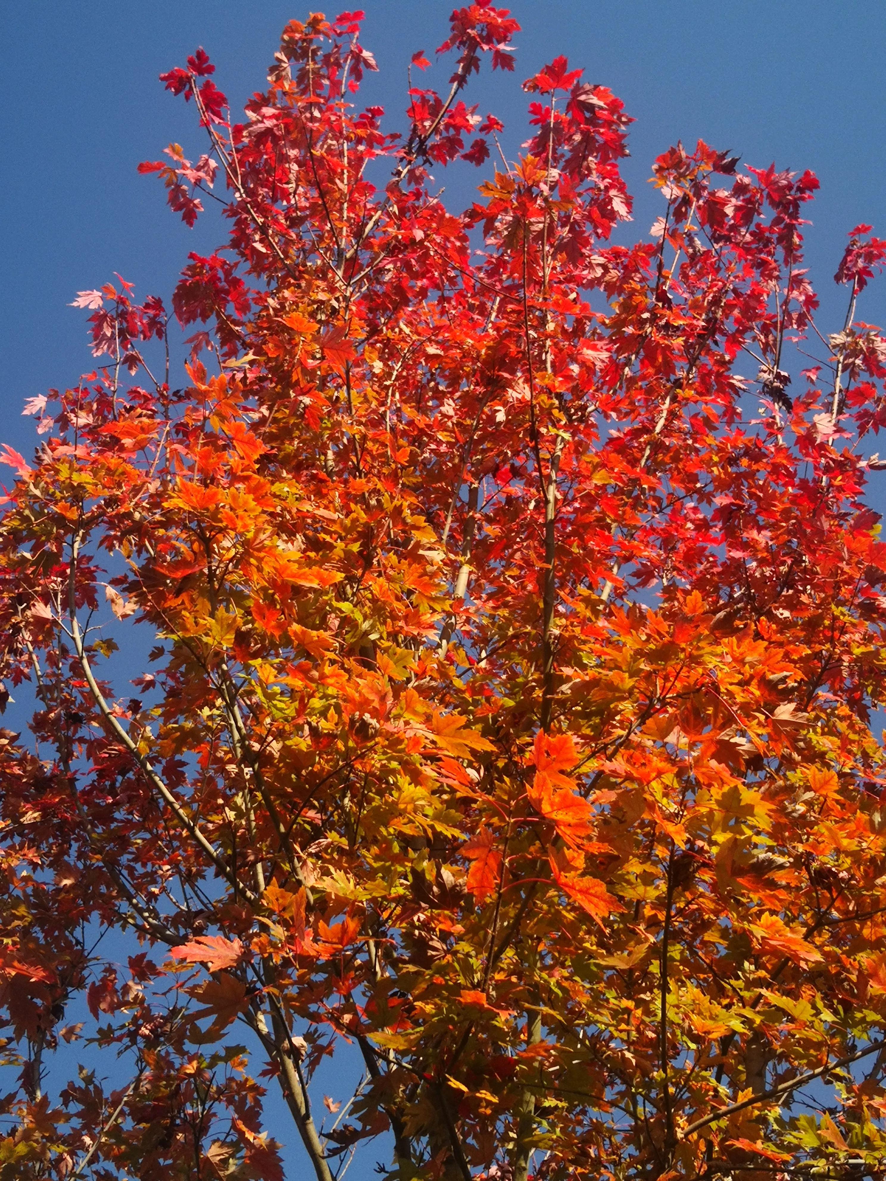 Colorful, extraordinarily enchanting - iNEWS