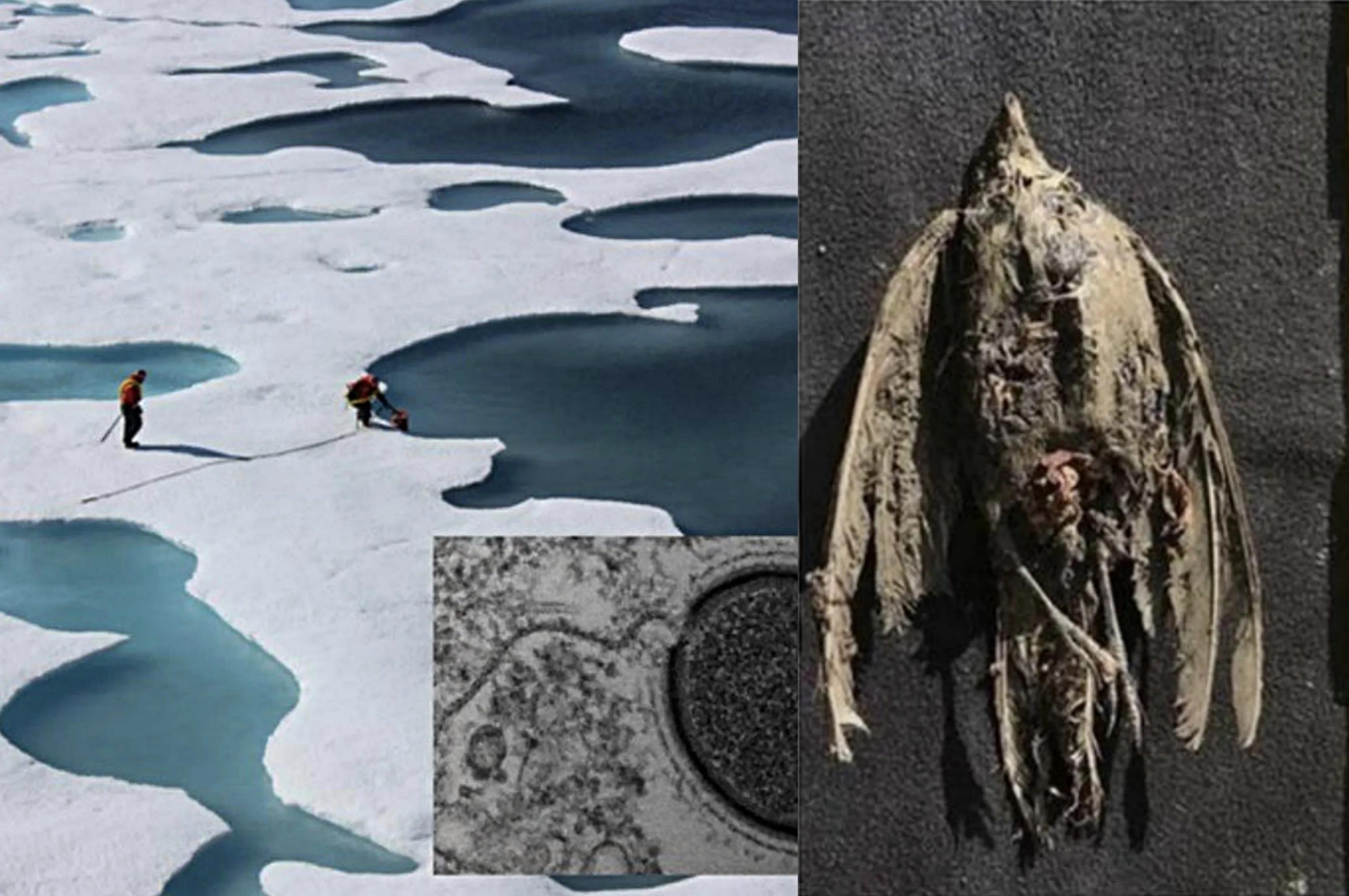 In what form might humans become extinct in the future? - iNEWS