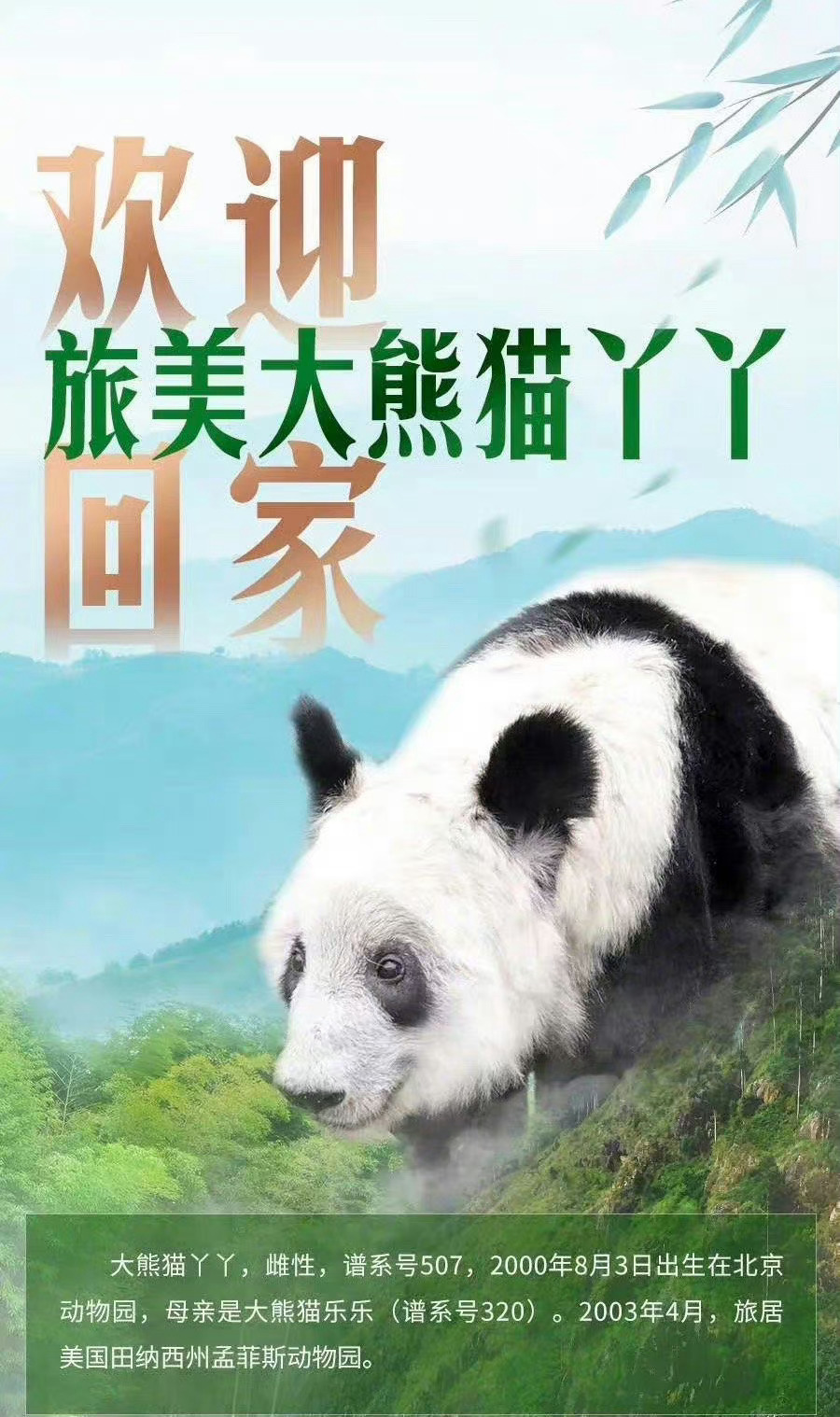 After 20 years of absence, "Yaya" returned to China, and she was still ...