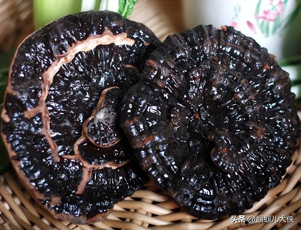 The classification map of Ganoderma lucidum that you must know, how ...