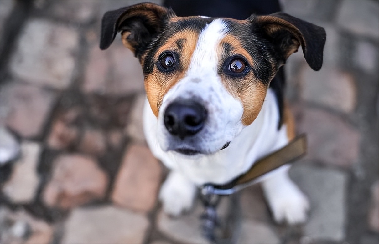 From Wild to Loyal Companion: A Journey Through the History of Dog ...