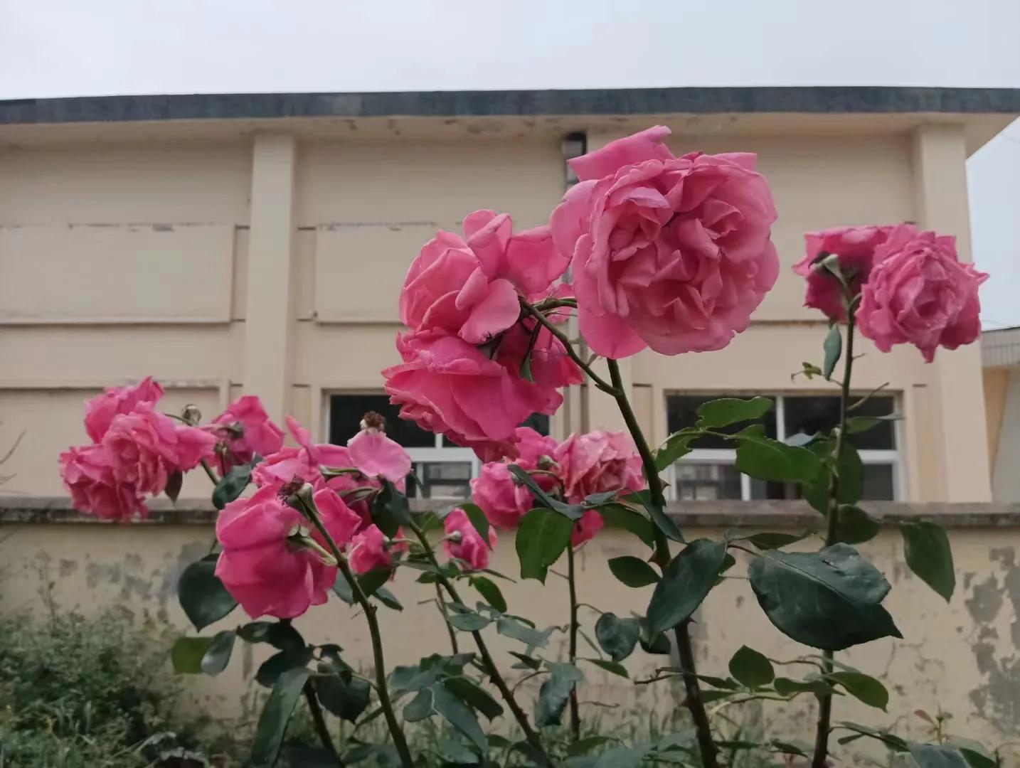 Zhang Qiang's Prose ‖Where the Flowers Bloom - iMedia