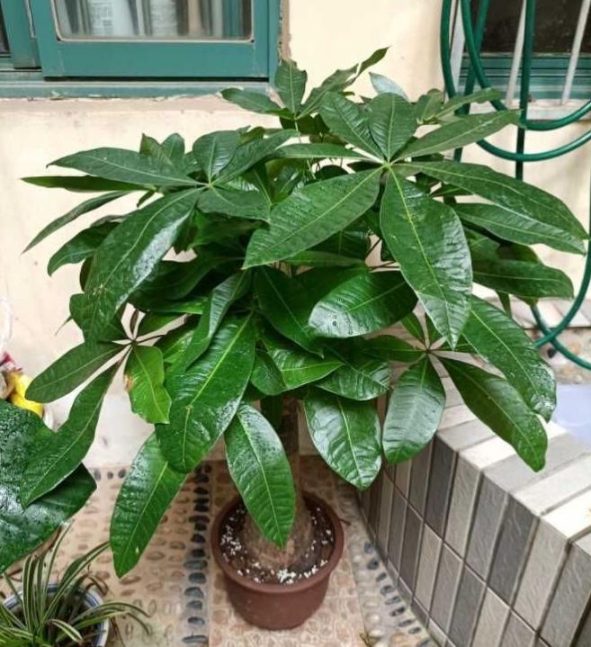 How to raise the "auspicious tree" a fortune tree?Grasp these 5 points ...