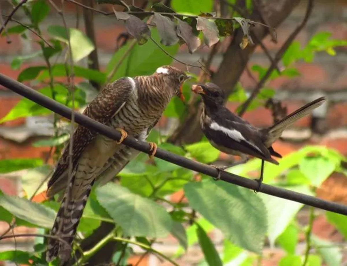 Why is the cuckoo so despicable? Let other birds raise their chicks ...