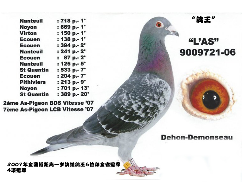 Best Kittel, the best sprint pigeon ever - iNEWS