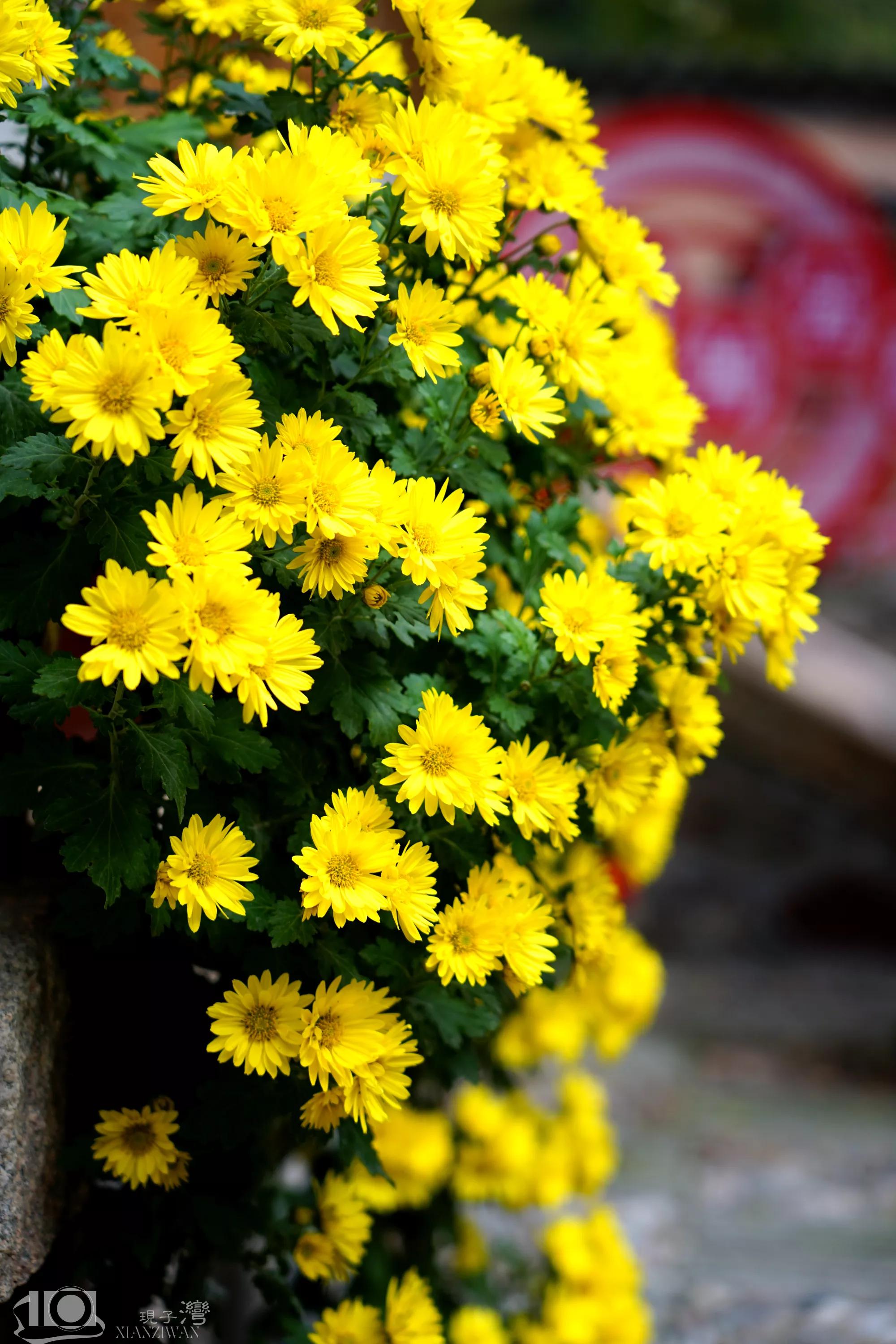 Chrysanthemum, the spirit of autumn (chrysanthemum)! - iMedia