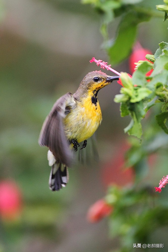 There are no hummingbirds in China, they are China's "hummingbirds ...