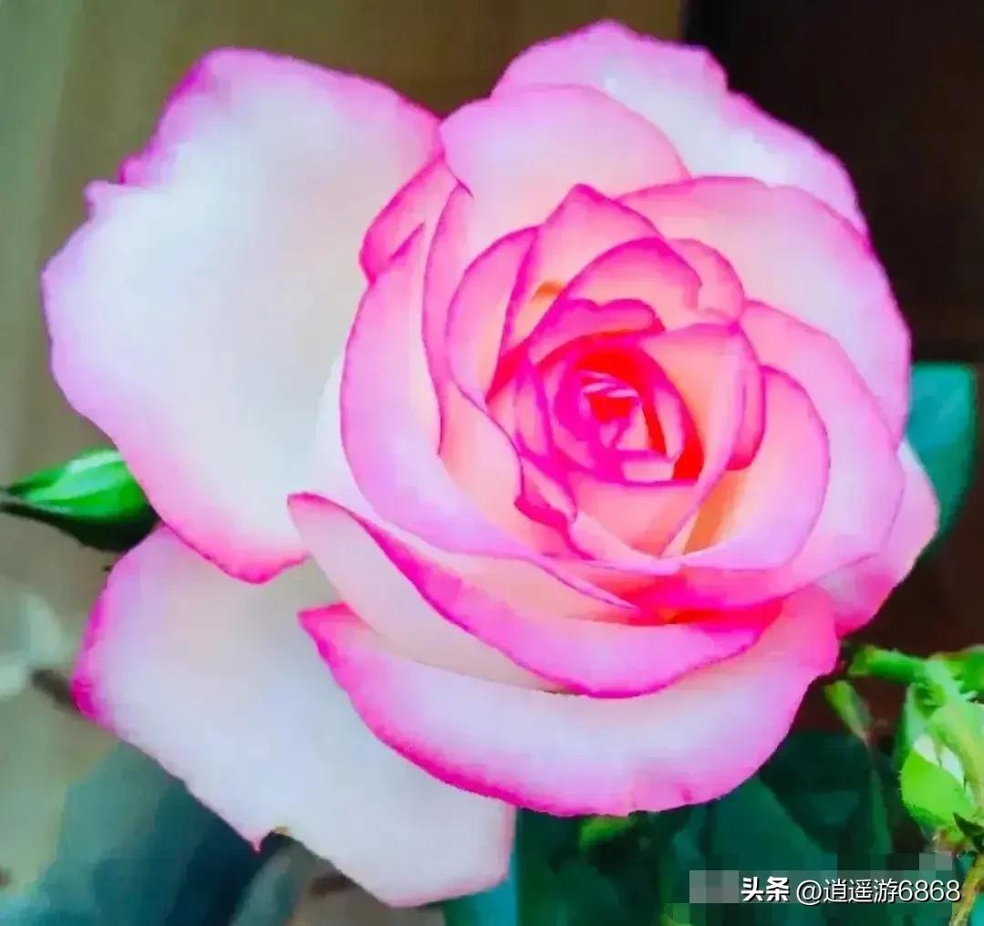 Photo Sharing—Aisha Rose - iMedia