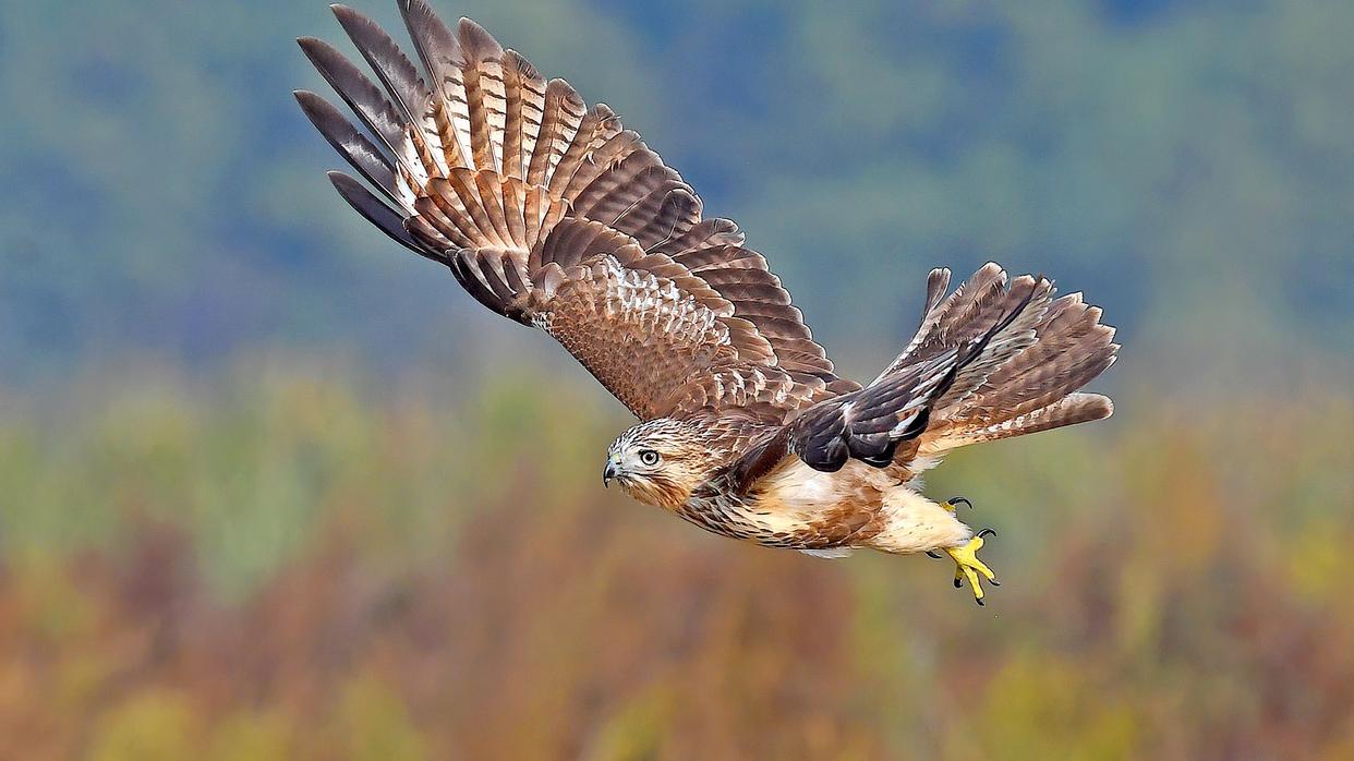 Animal Science: It is a small raptor, a sparrowhawk who is good at ...