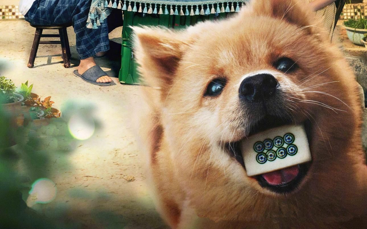 The Chinese version of "The Hachiko" is tear-jerking in theaters, and ...