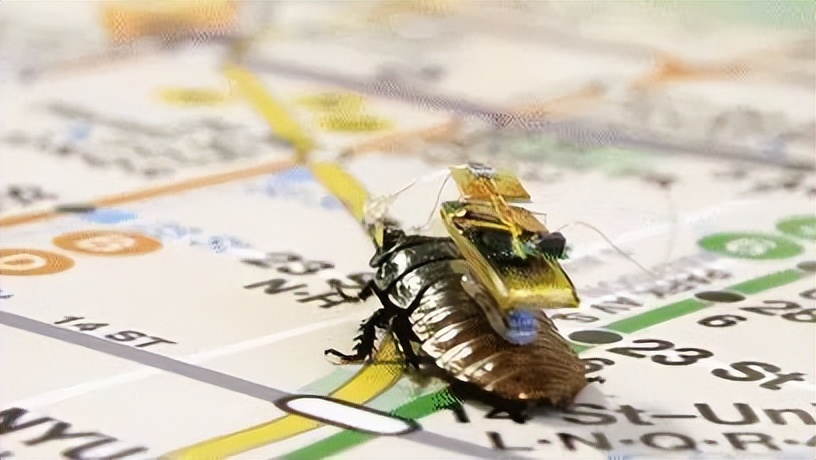 Japanese research uses cockroaches to search for earthquake survivors ...