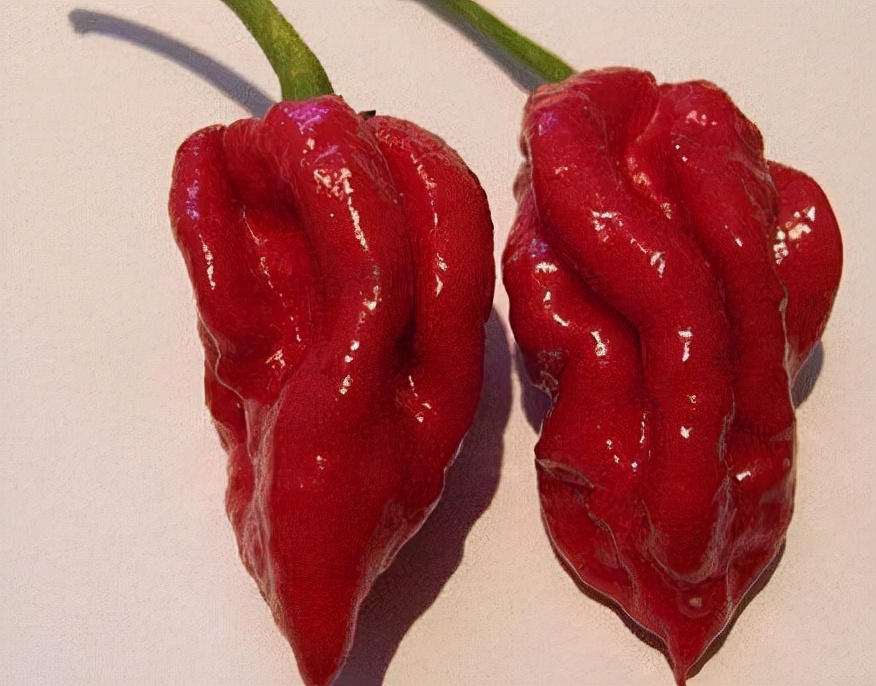 These 5 legendary "devil peppers", dare to eat one and count you as ...