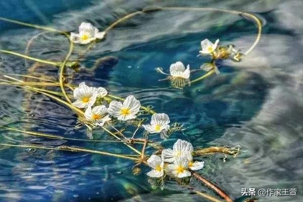 "Water-based poplar flowers" are all beautiful - iNEWS