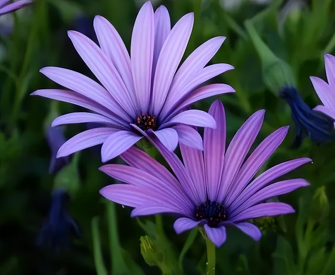 A complex and vindictive sign, brave and strategic - iNEWS