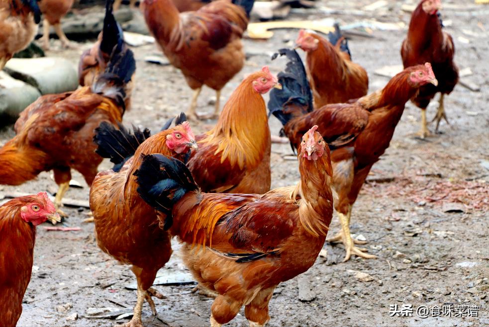 The chicken in the 1980s was really fragrant, why can't I taste the ...