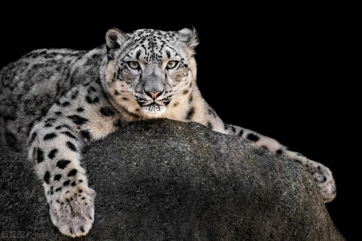 Revealed: The secret evolutionary history of snow leopards is so ...