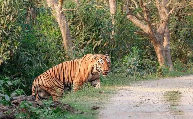 Siberian tiger and Bengal tiger, who is the tiger brother? - iMedia