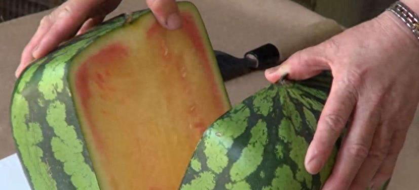 A hand-cultivated gem, a 10,000 yen square watermelon - iMedia