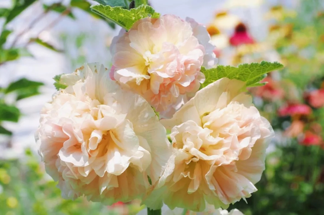 "5" elements for changing pots, there is hope for worry-free flower ...