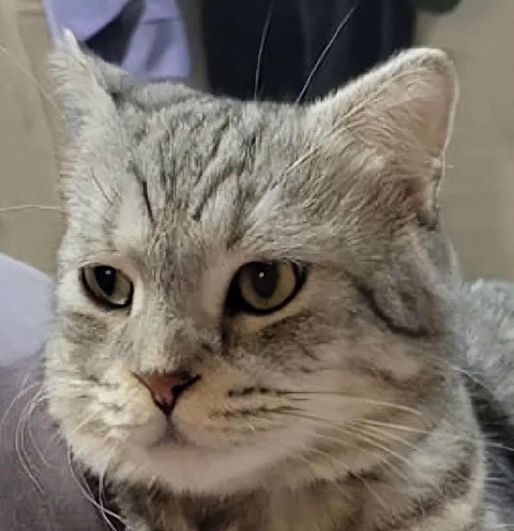 Usually a cute cat with a round face - iNEWS