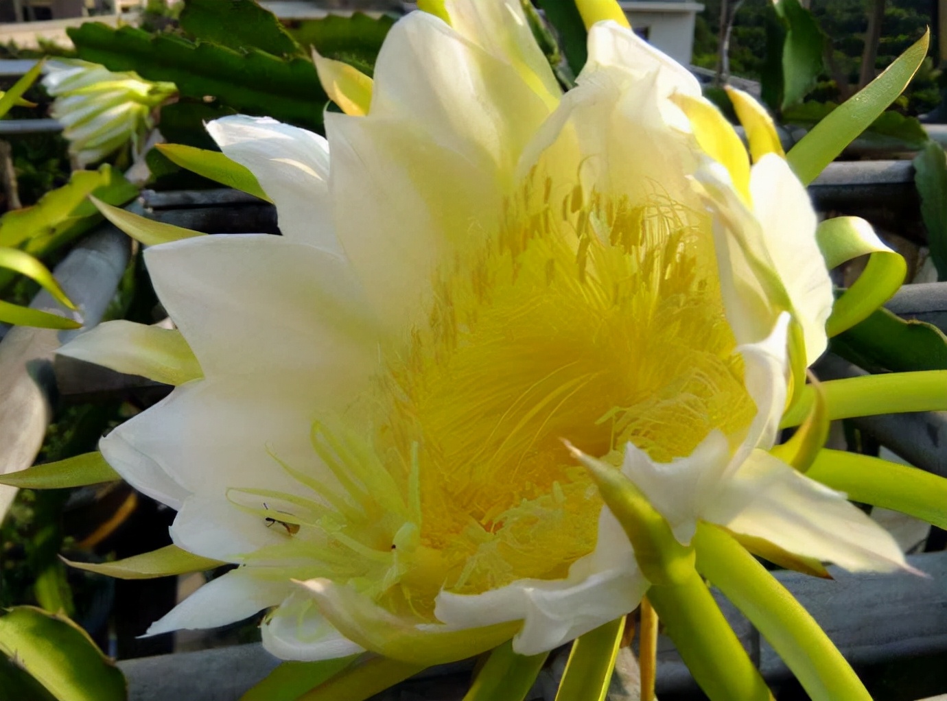 6 kinds of "overlord flowers", few people have heard of them, but they ...