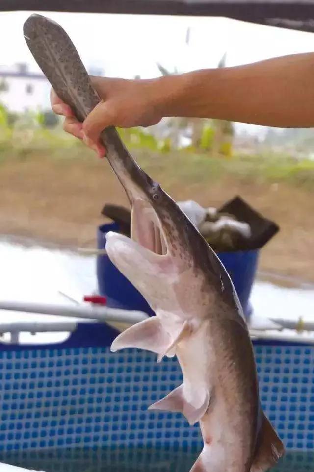 The most special fish - iNEWS