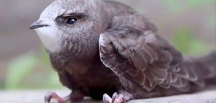 It dies when it hits the ground, and sleeps while flying. How does the ...