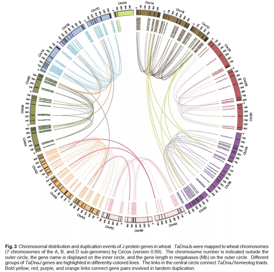 Genome-wide identification of the wheat DnaJ family and analysis of its ...