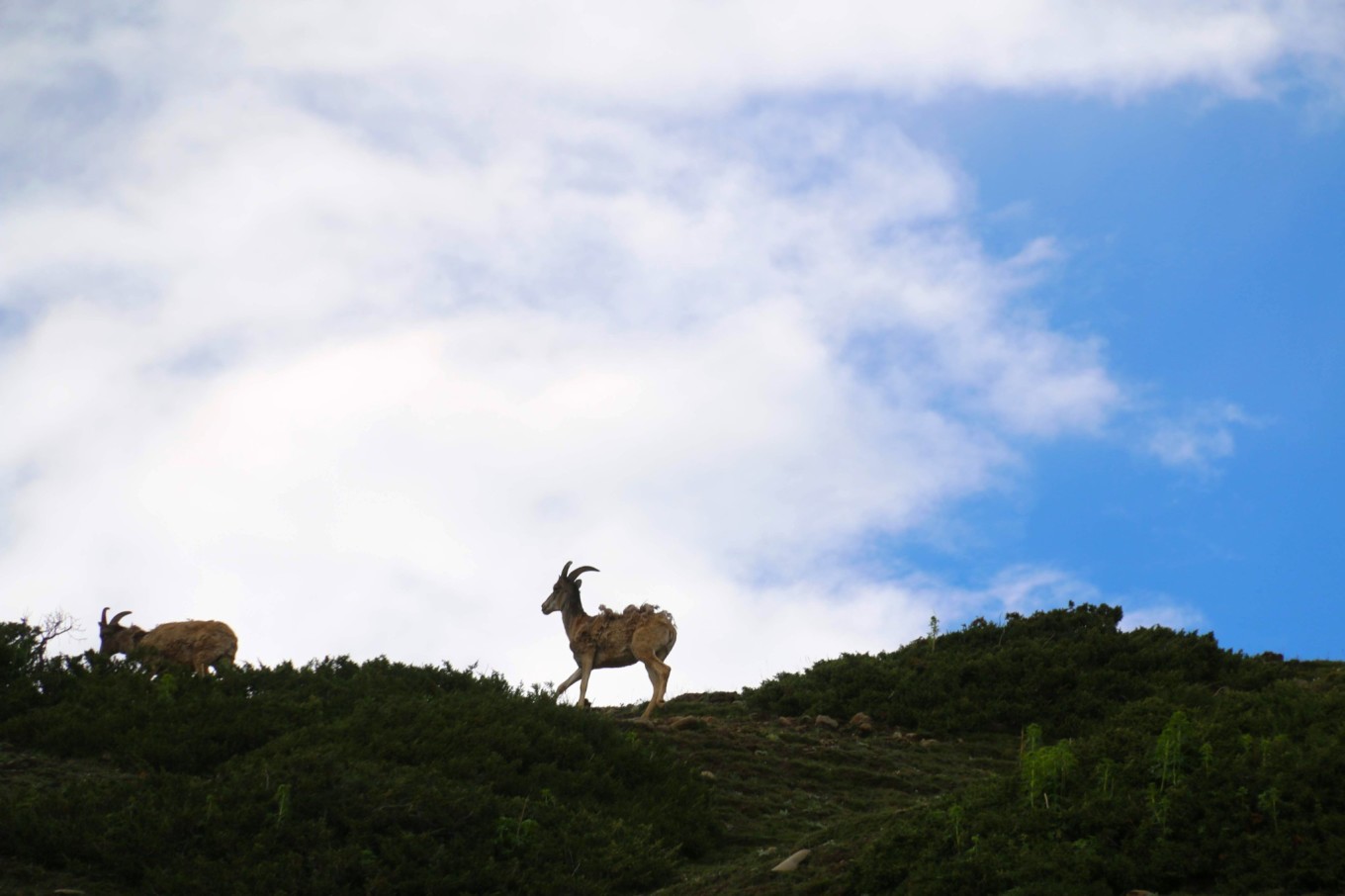 Most Exciting Encounters, Wildest Wildlife (Walk Together) - iNEWS