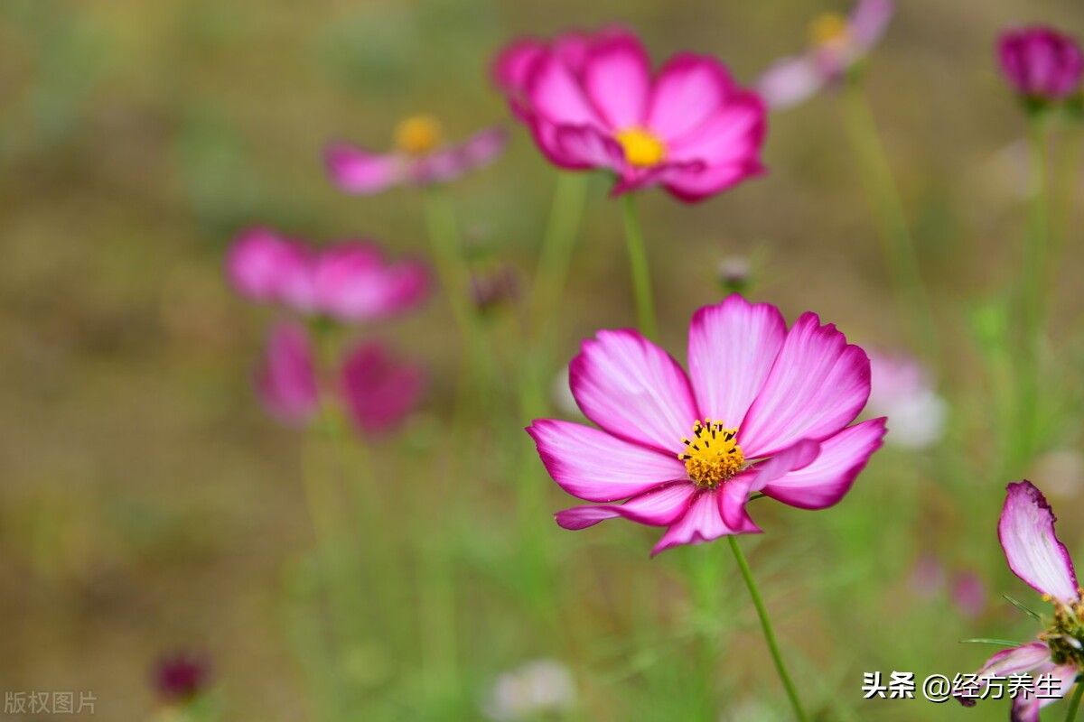 TCM treatment principles for atrial fibrillation - iNEWS