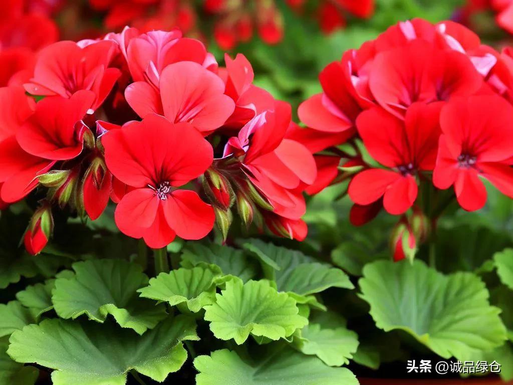 The fastest way to root geranium cuttings is easy to see and learn ...