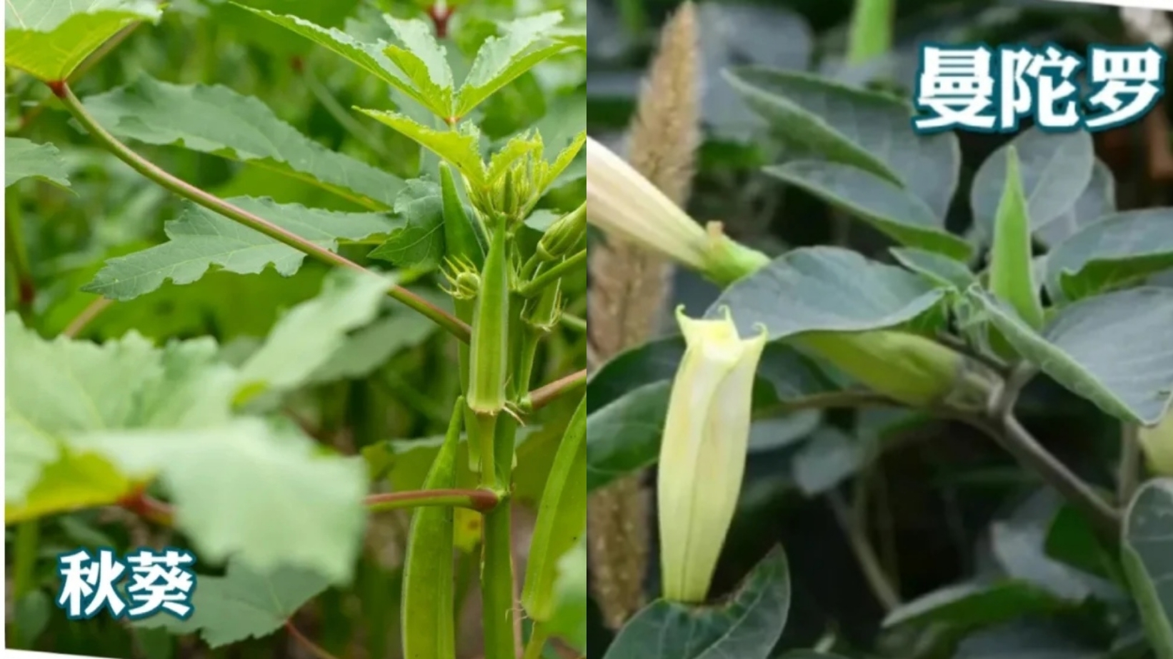 Get to know these confusing "poisons" quickly, and be sure to pay ...