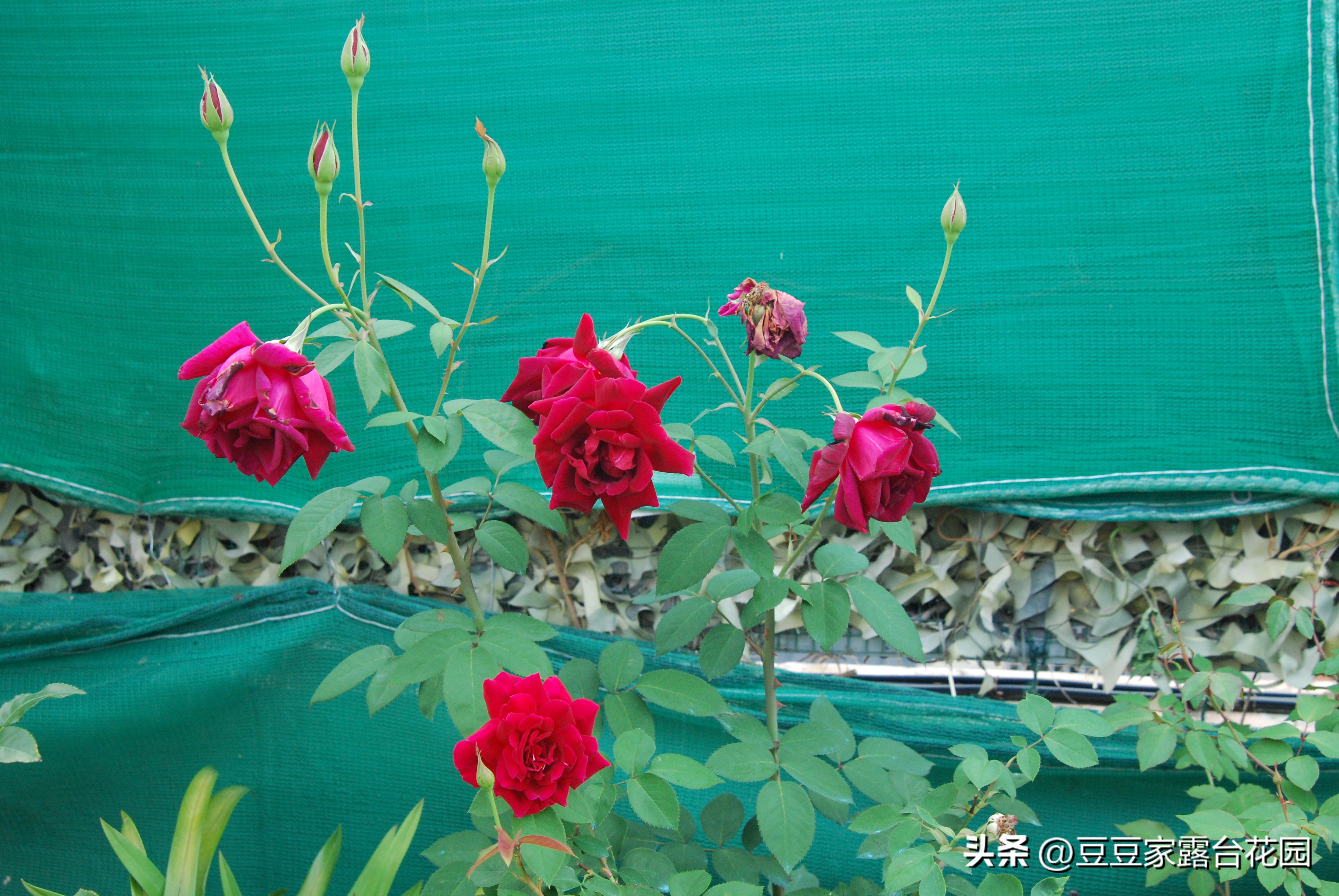 Chinese rose one by one ancient Chinese rose purple velvet - iNEWS