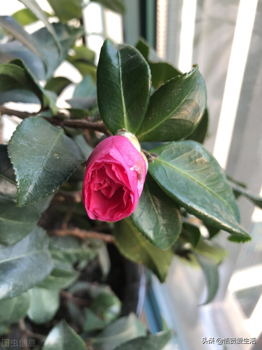 12 kinds of flowers are recognized as the most "difficult to raise ...