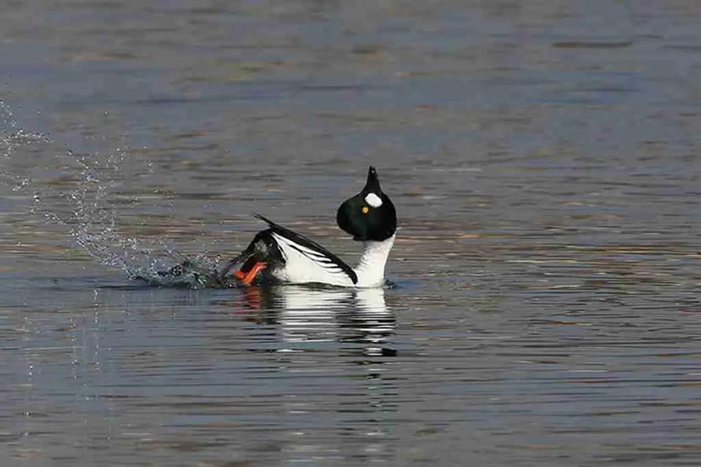 When magpie ducks are in love - iNEWS