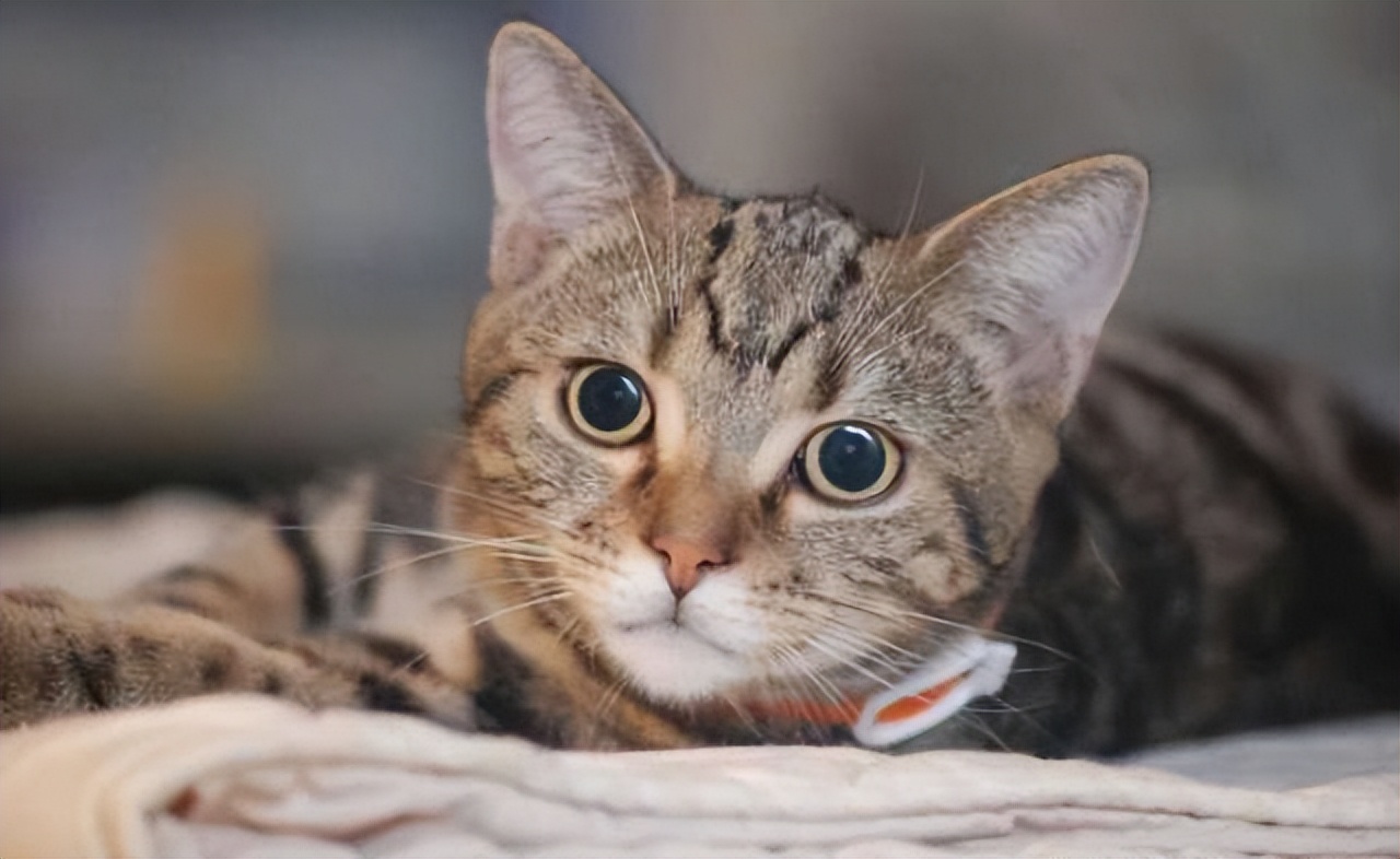 5 kinds of "Xiangfei" cats recognized by netizens, see if your cat is ...