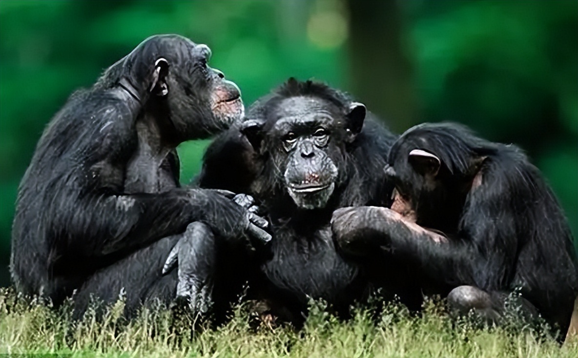 How smart are orangutans? Is it better than humans or not? - iMedia