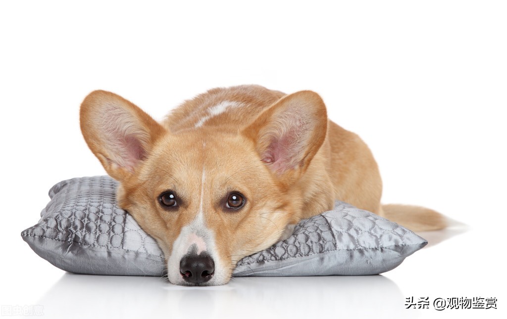 How to get rid of Corgi puppies opening their mouths and biting people ...