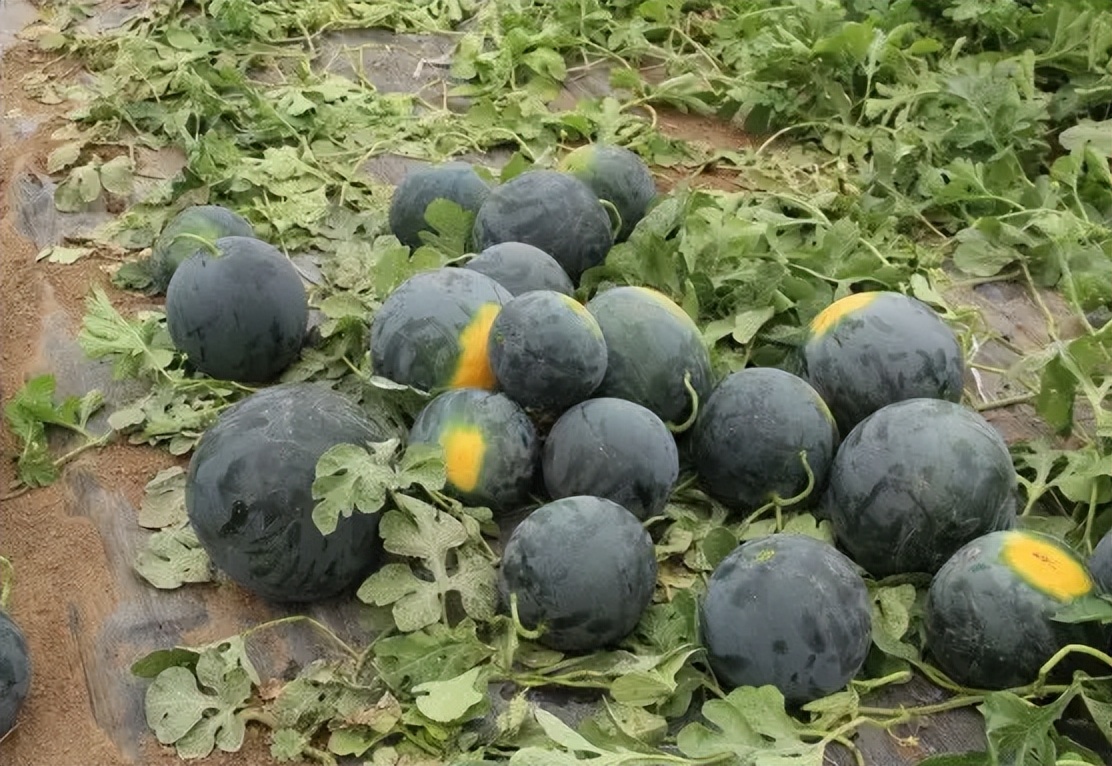 A "black watermelon" with a big taste, sweetness and storage resistance ...