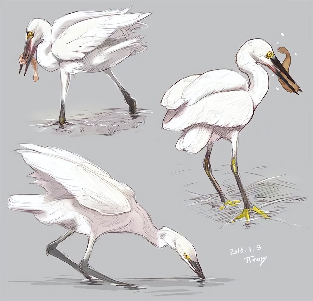 [Painting reference] The dynamic posture reference of various birds ...