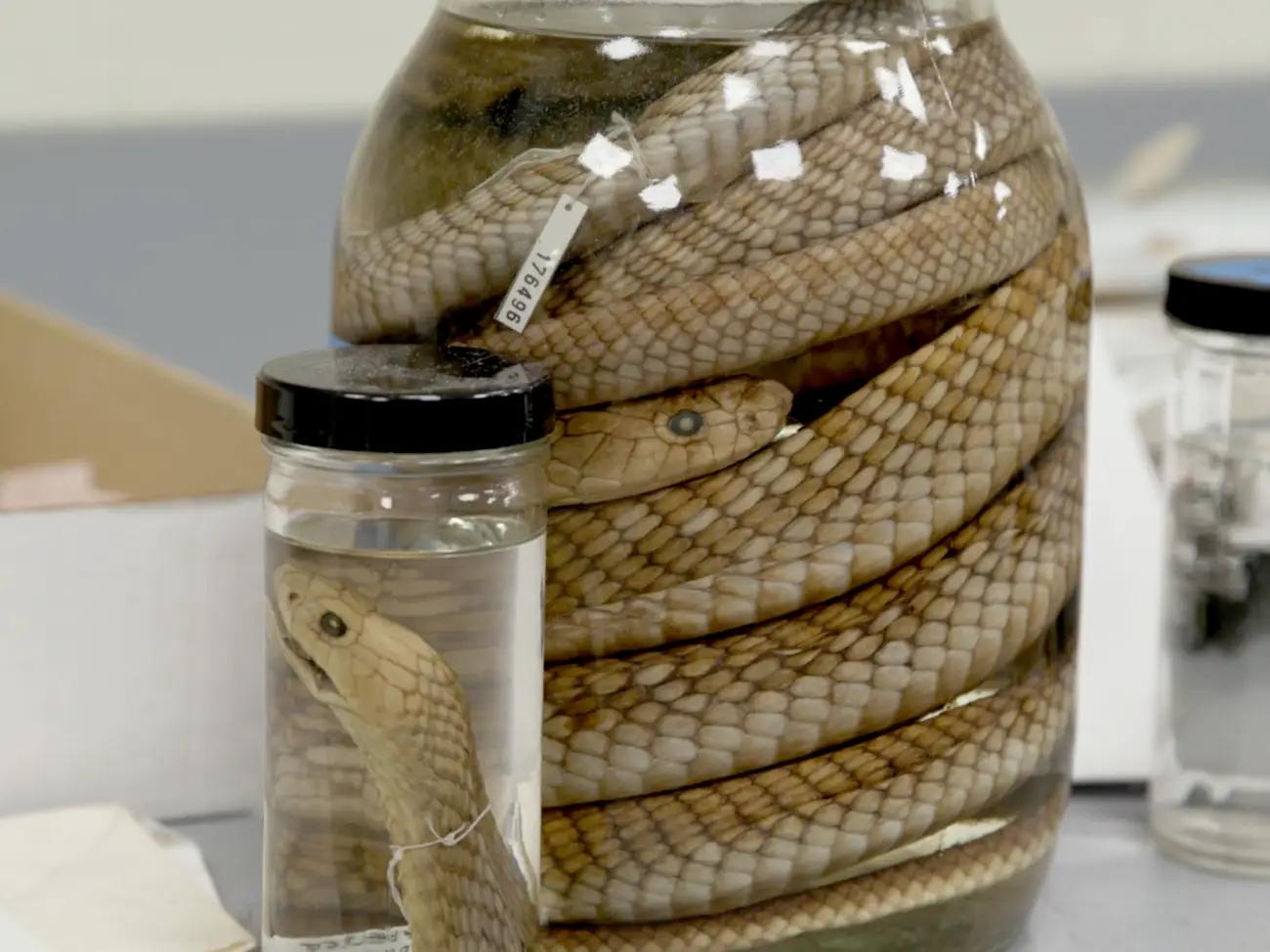 How much do you know about the rare specimens preserved by wet methods ...