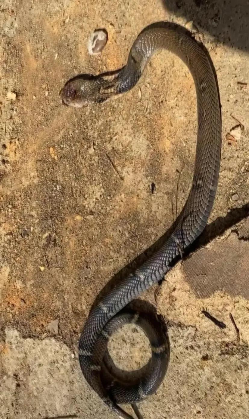 If this kind of snake bites without accident, it will cost 7,000 yuan ...