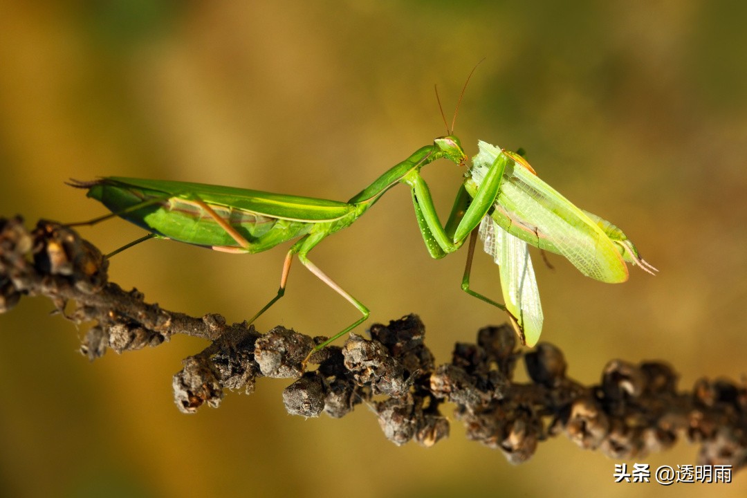 hunter mantis swordsman in nature - iNEWS