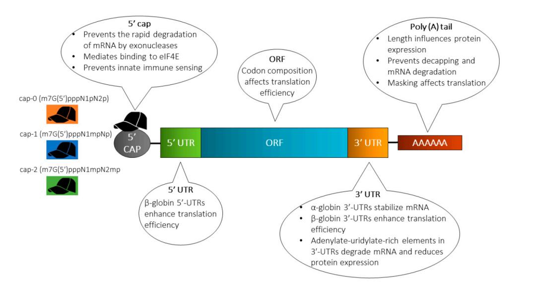 Ramble on mRNA Vaccines – Basic Structure - iNEWS